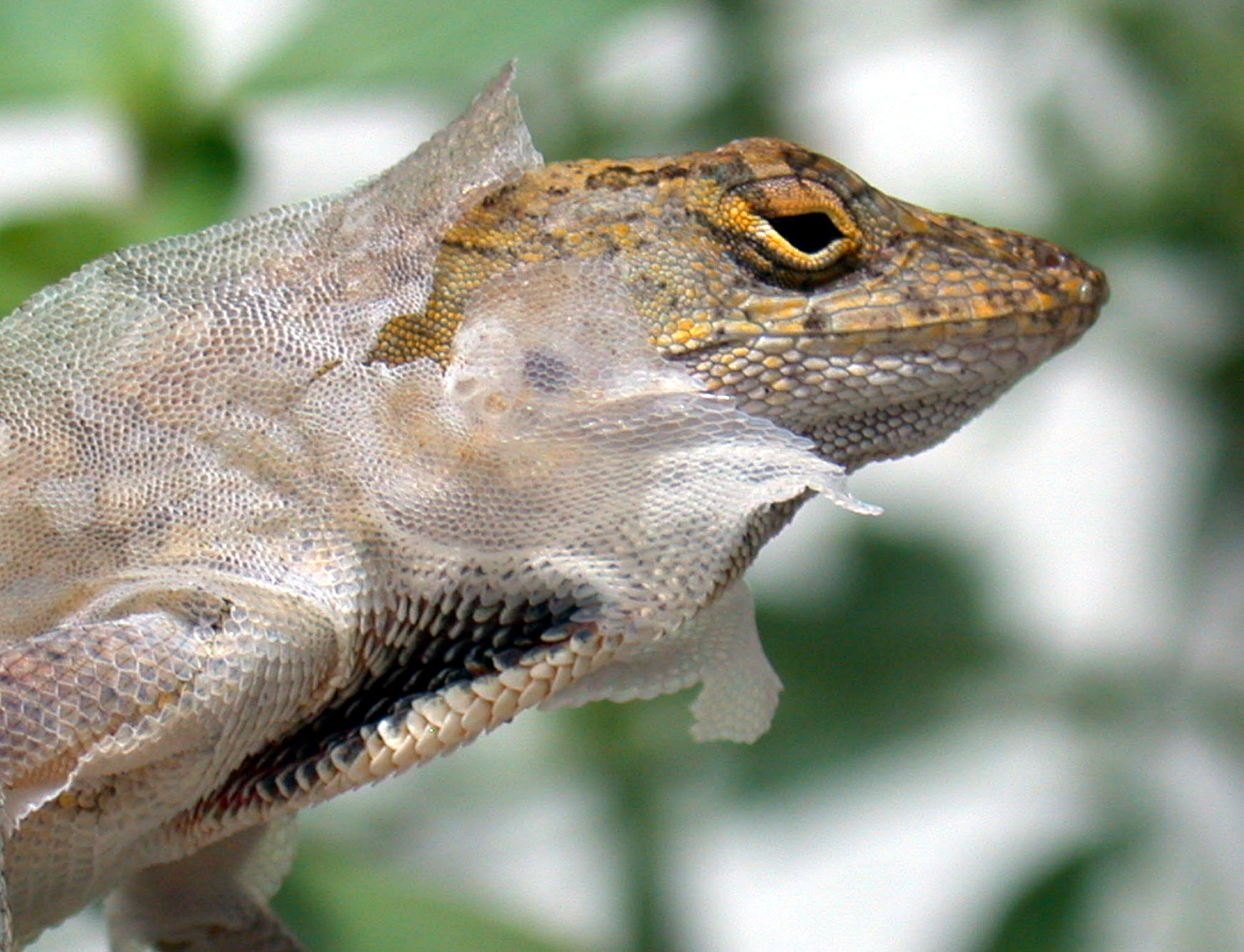 Those new lizards on the block aren't local