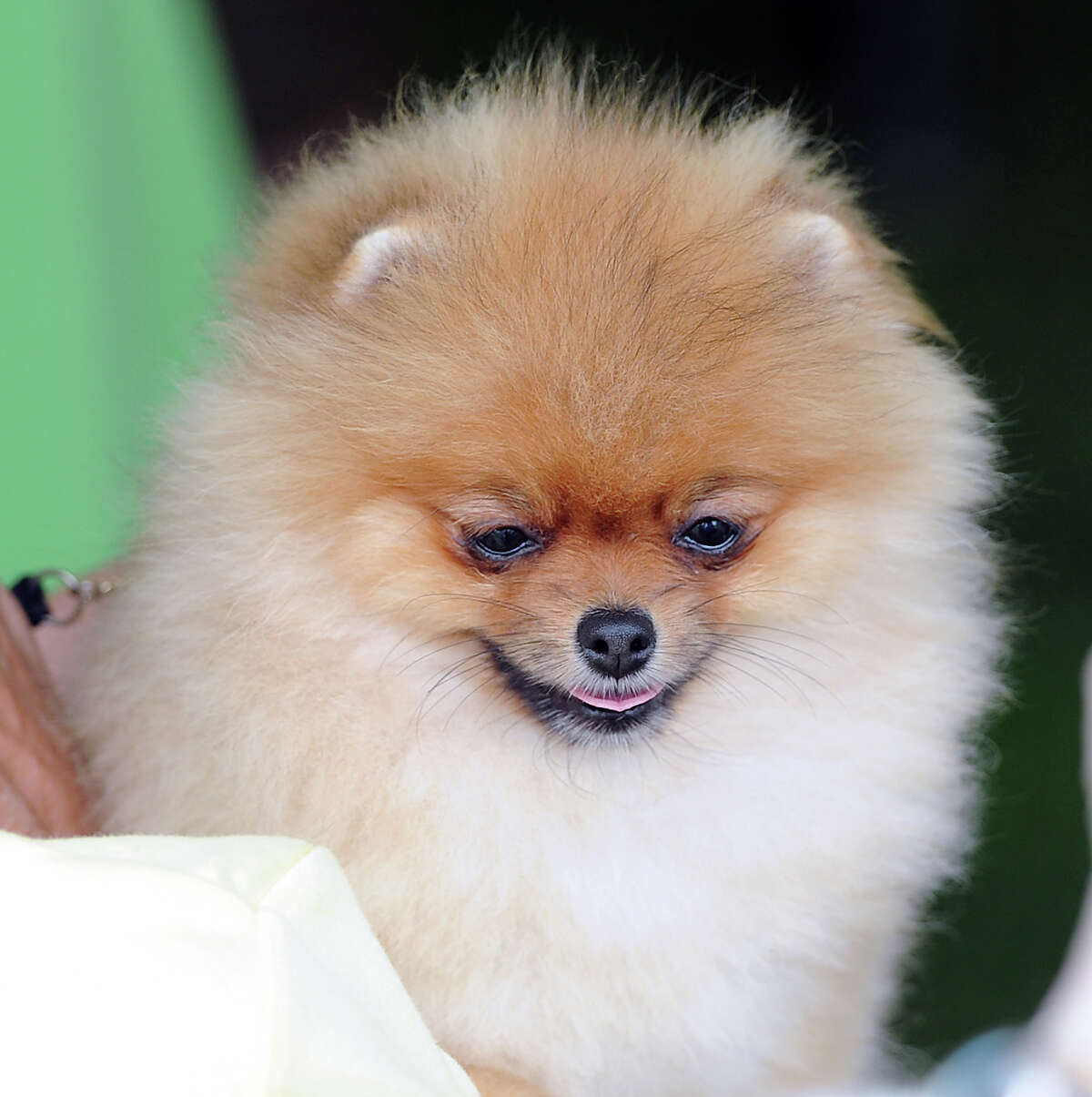 Puppies take the prize at Norwalk dog show