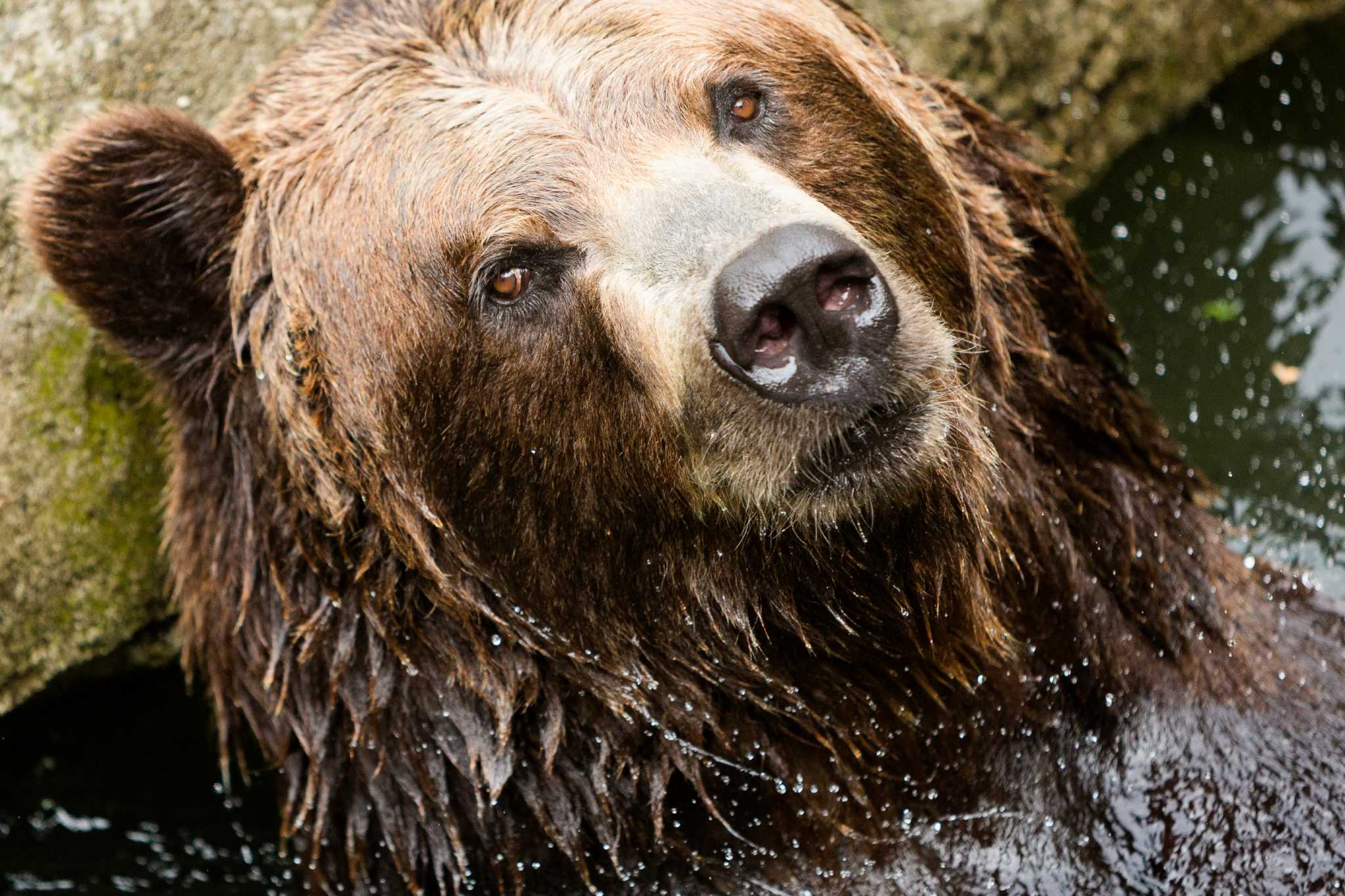 Woodland Park Zoo's Bear Affair