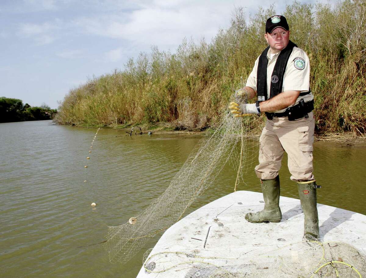 Dozens of dead sharks found in illegal gill net in the Gulf