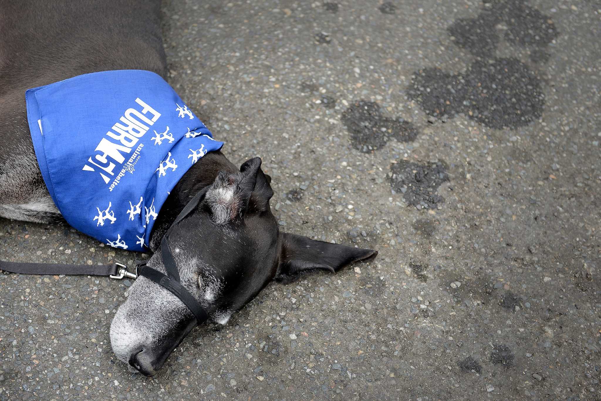 Furry 5k - bipeds, quadrupeds together on this one