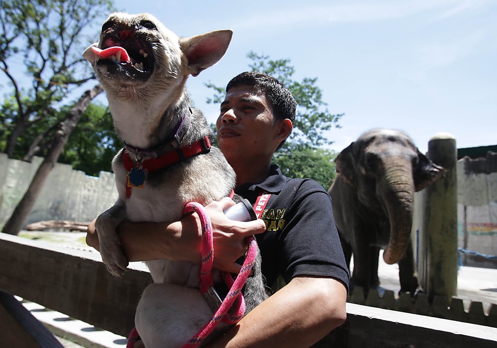 Filipino dog receives hero's welcome home