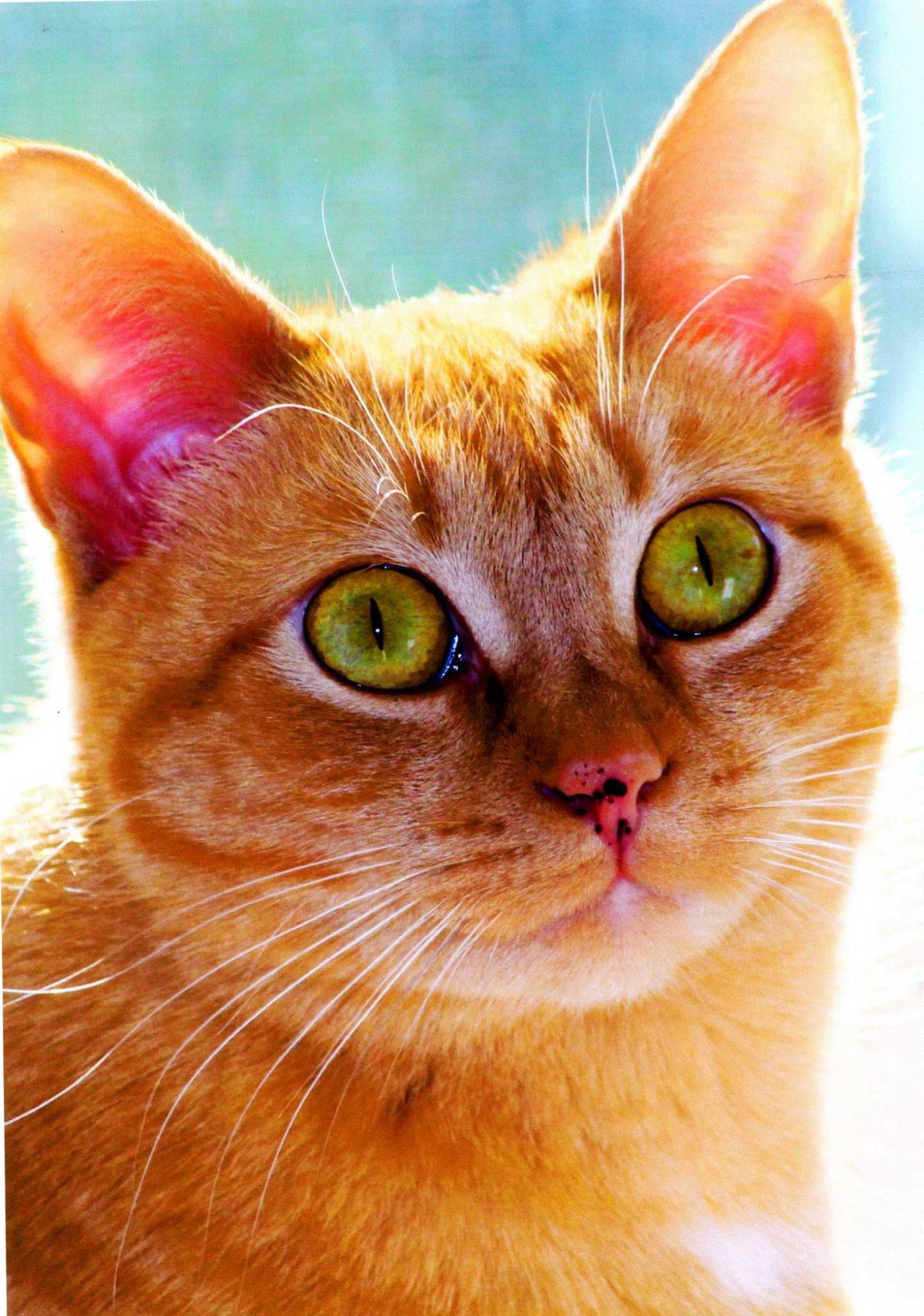 Sadie, best cat of the Capital Region