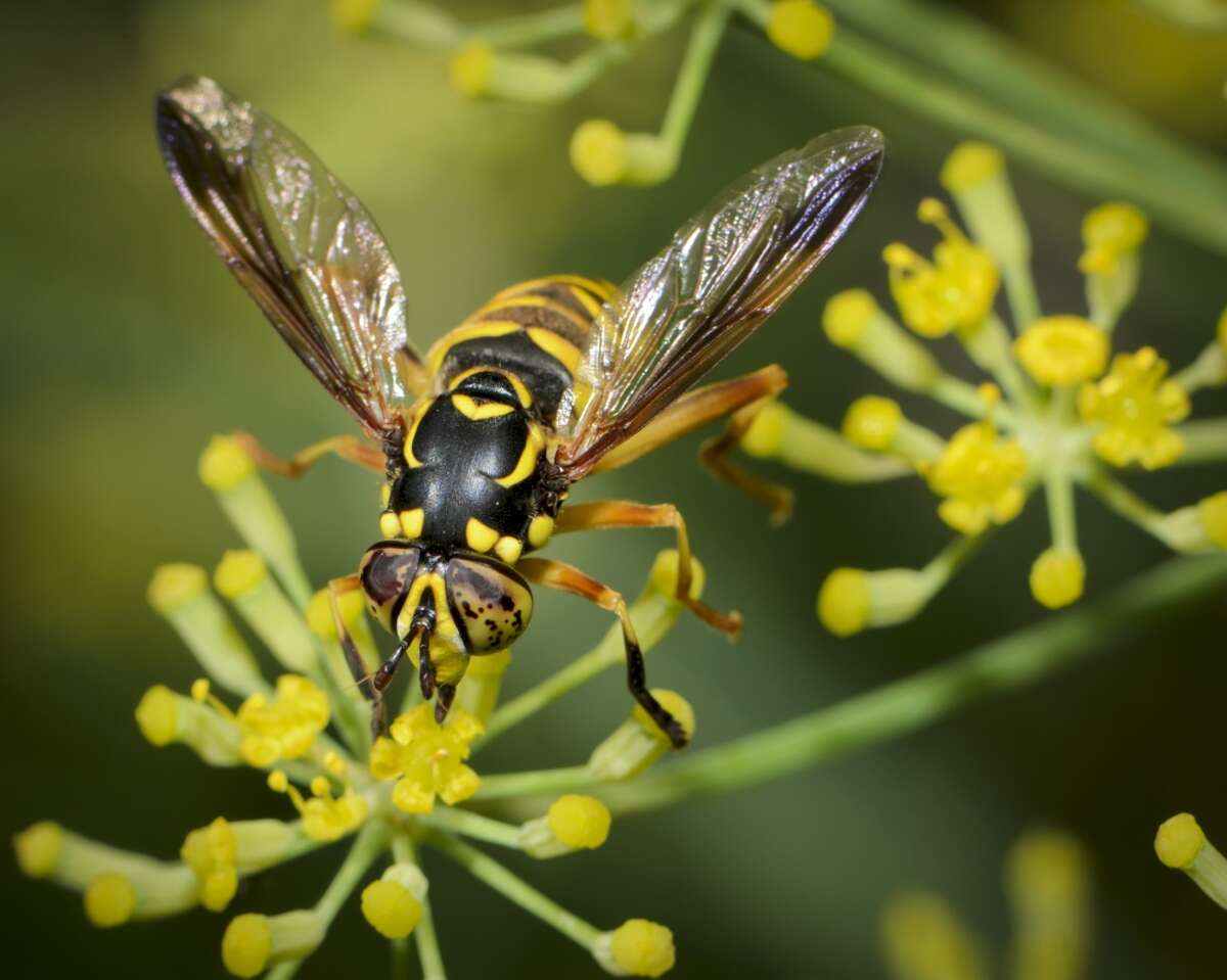 Yellow jackets swarming in huge numbers across California