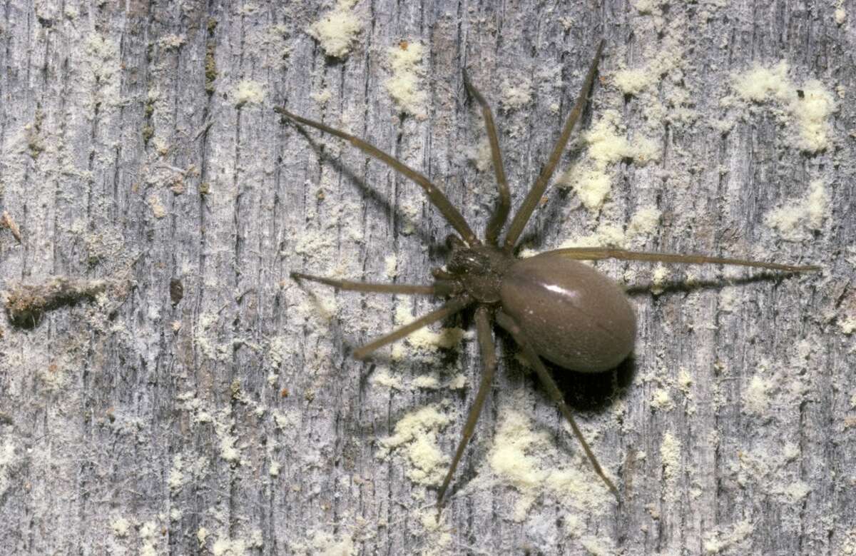 Feds: Small Texas spider not endangered