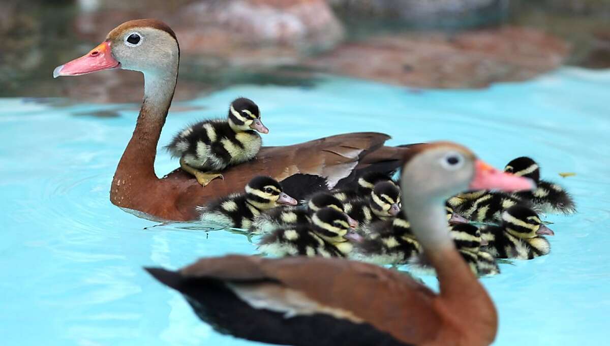 Day in Pictures, June 12, 2013