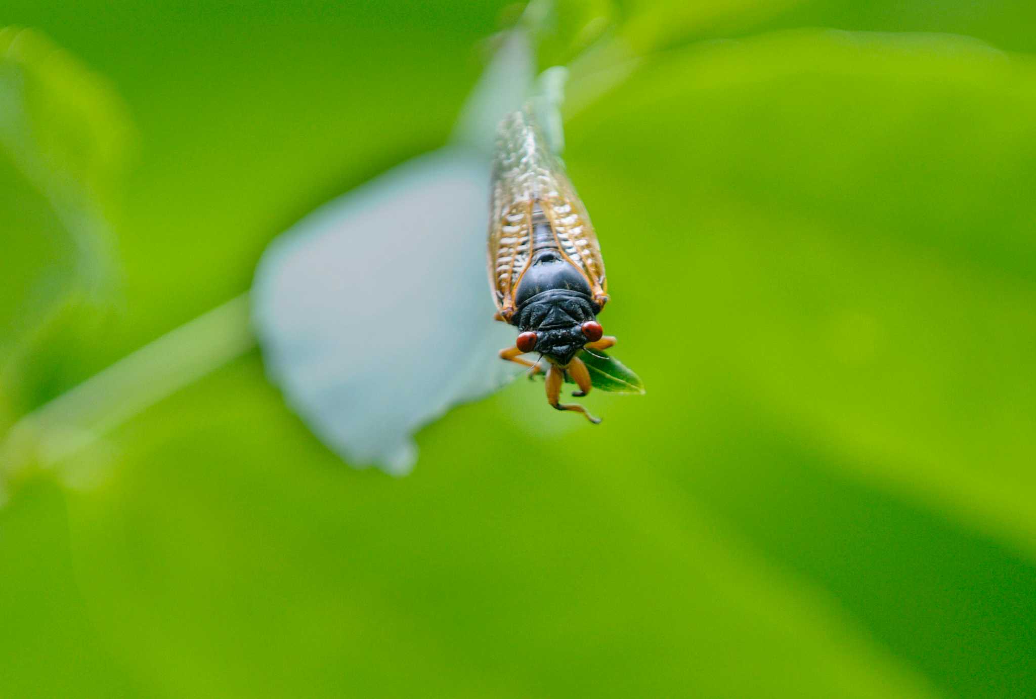 Ignore the buzz about the hum