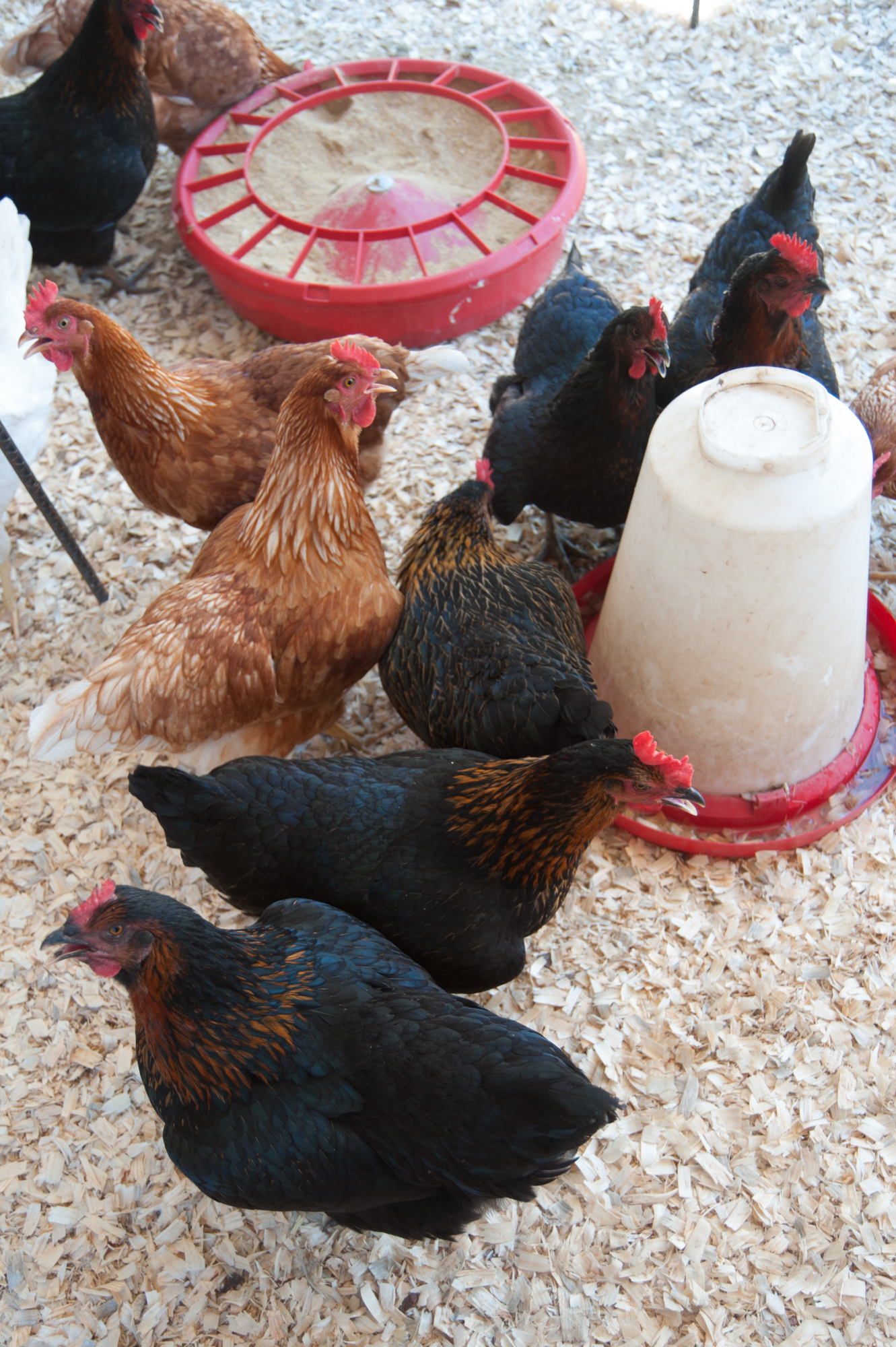 Resort teaches resource-friendly chicken-keeping
