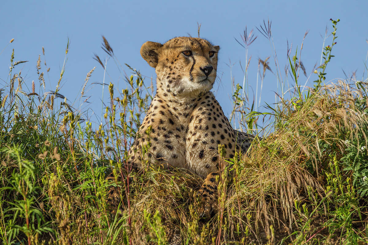 Speed and strength make cheetah a master hunter