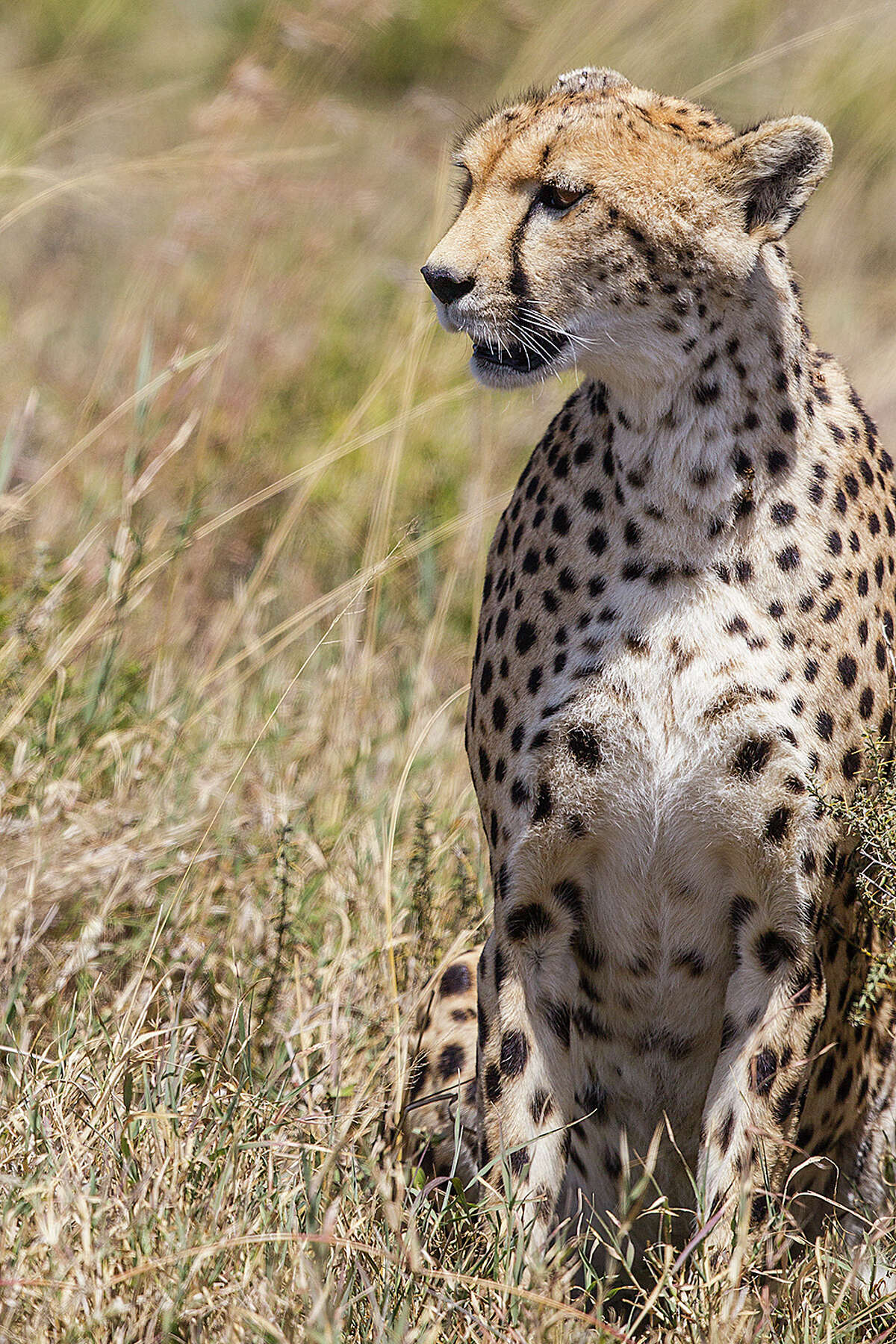 Speed and strength make cheetah a master hunter