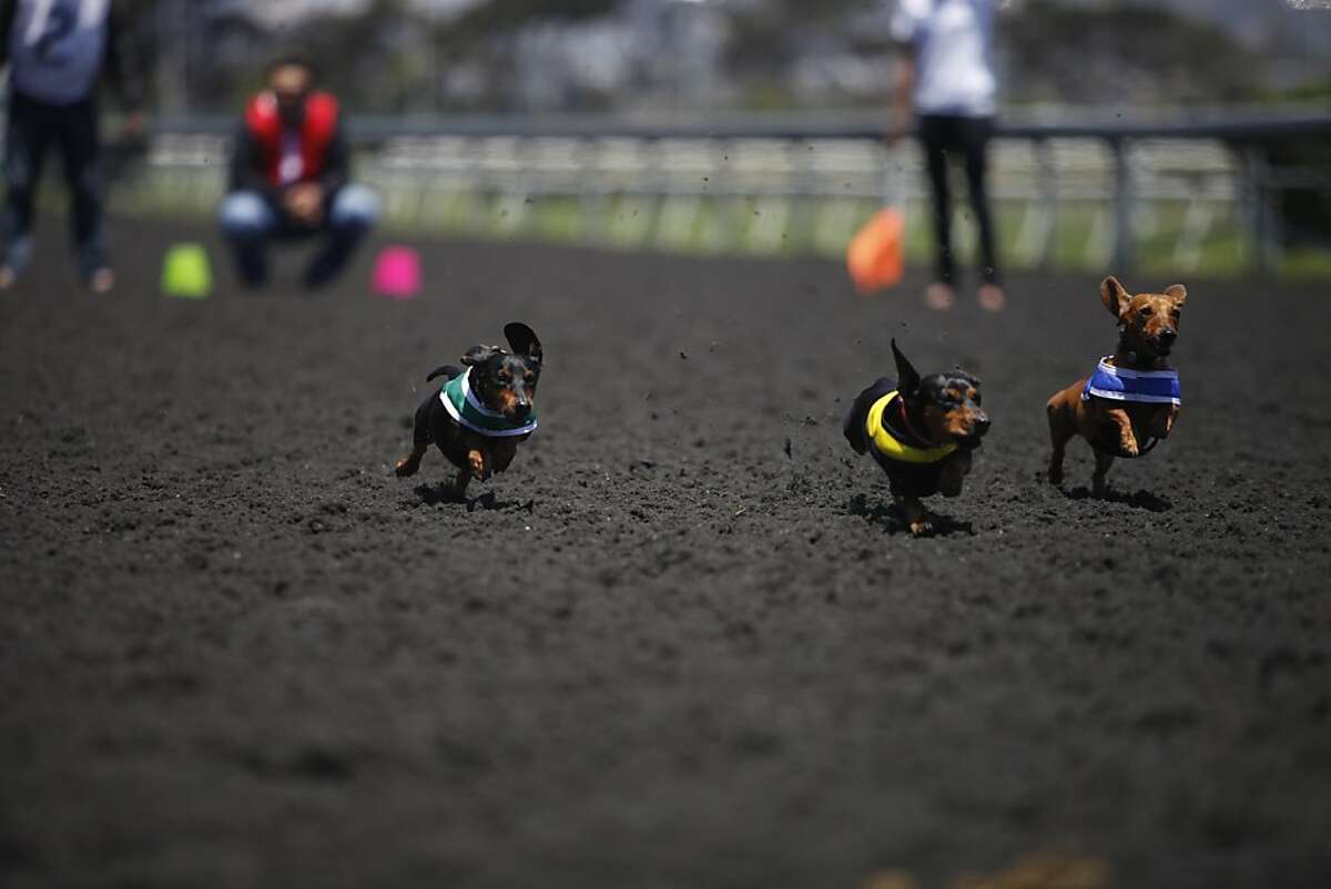 Dachshunds compete in Wiener Nationals