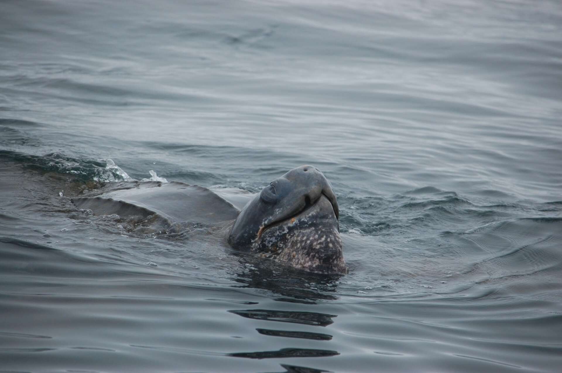 23 California state symbols (you didn't even know we had)