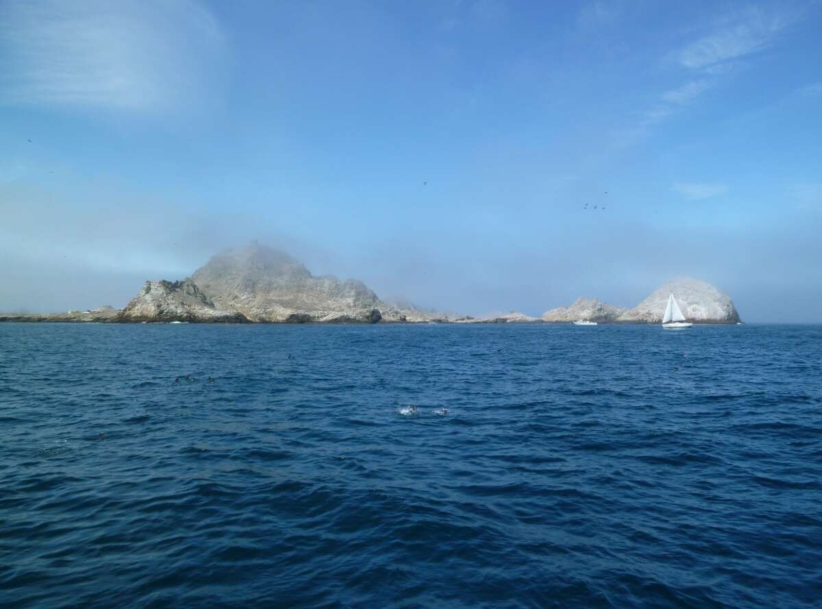 Great white shark stops swim from Golden Gate Bridge to Farallon Islands