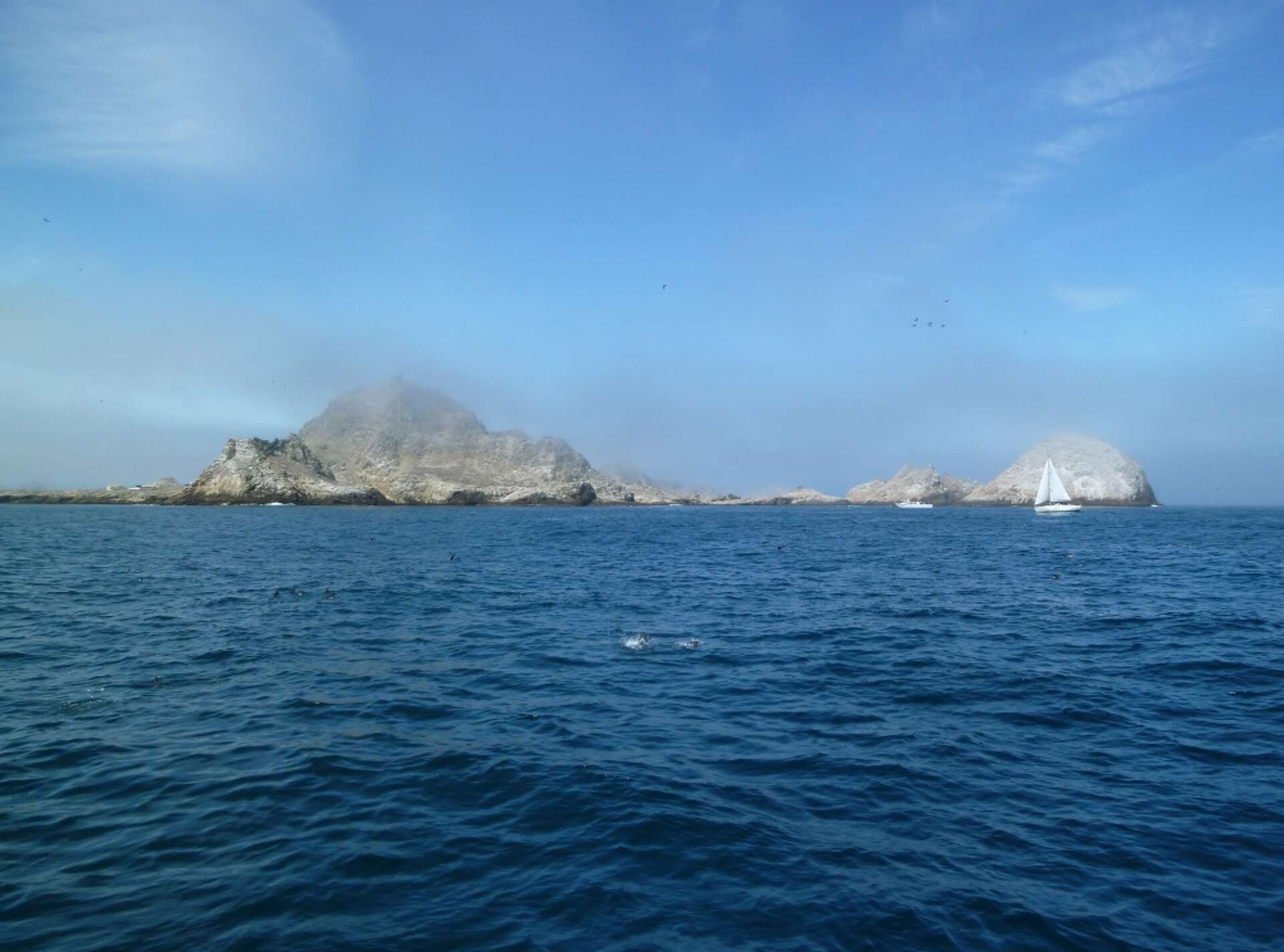 Great white shark stops swim from Golden Gate Bridge to Farallon Islands