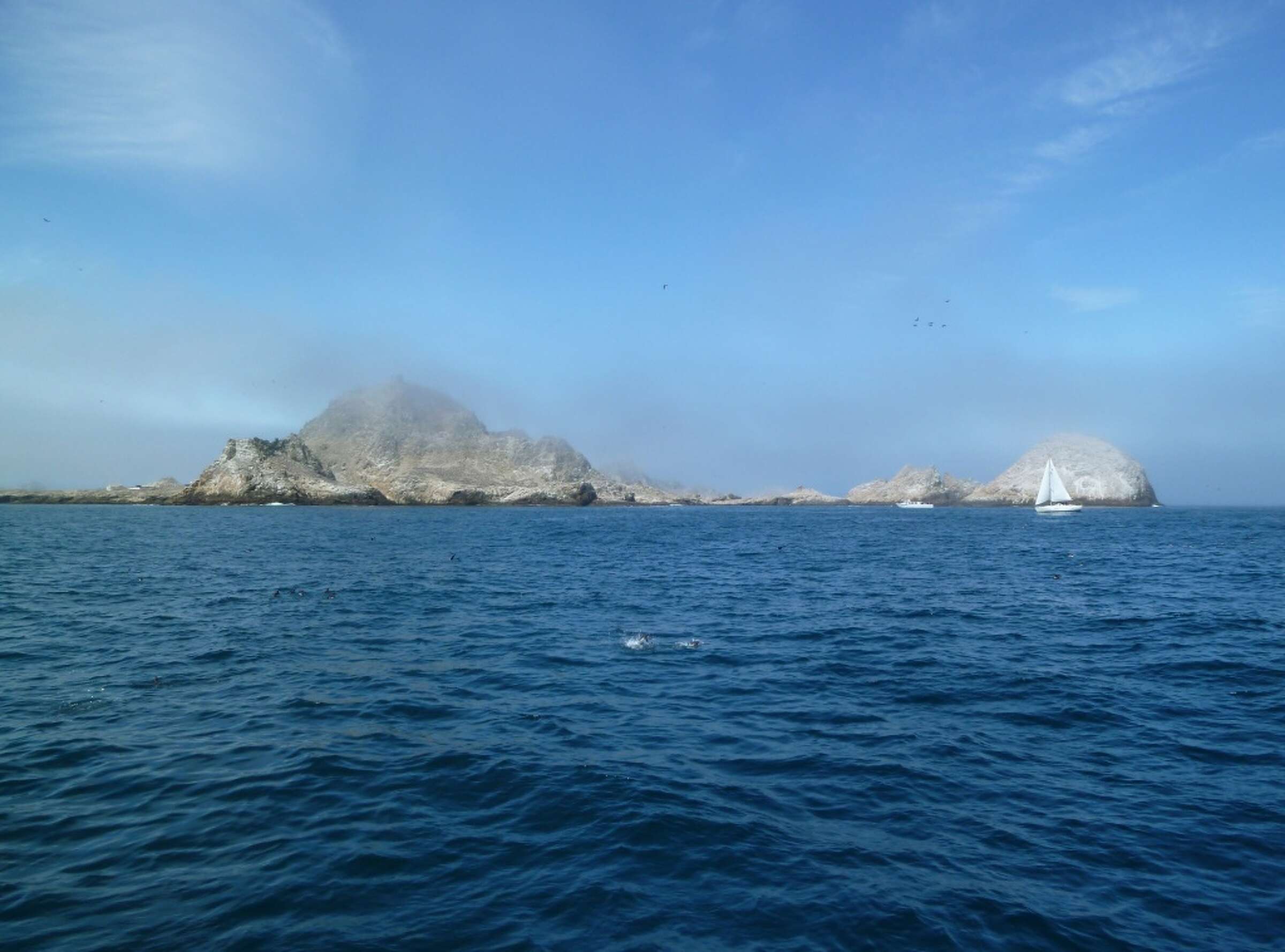 Great white shark stops swim from Golden Gate Bridge to Farallon Islands