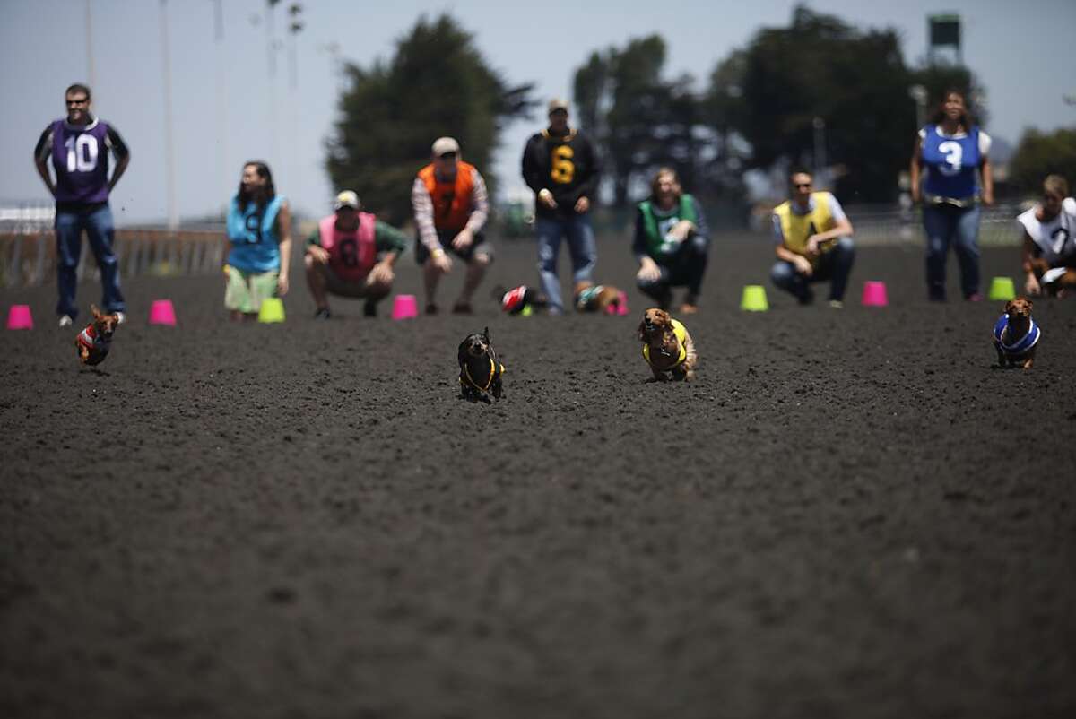 Dachshunds compete in Wiener Nationals