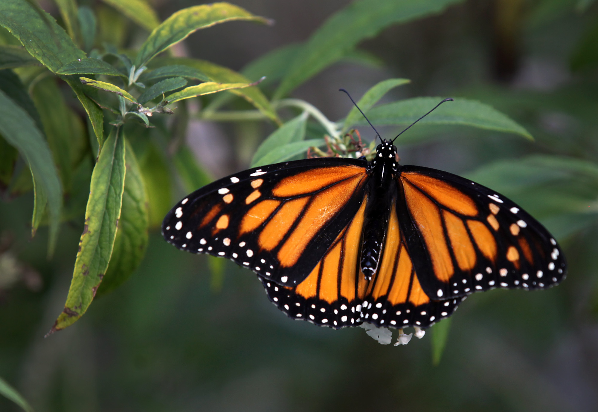 EarthTalk / Monarch butterfly victim of summer heat, shrinking winter ...