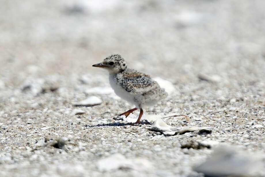 California least terns thrive in Bay Area - SFGate