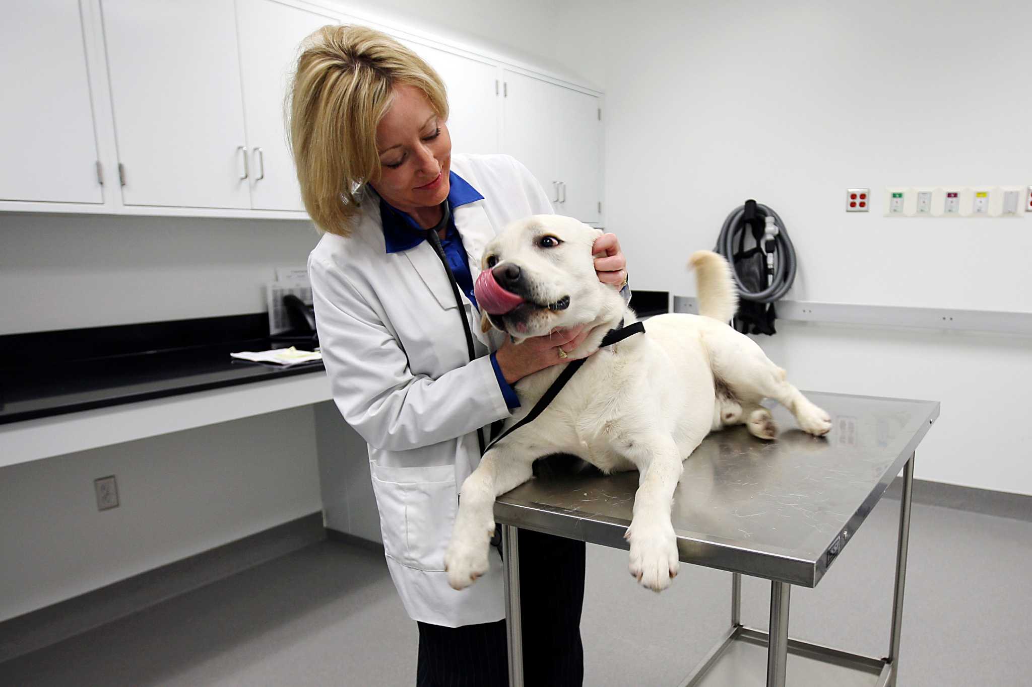 A&M prof's plan to study human cancer using pets goes national