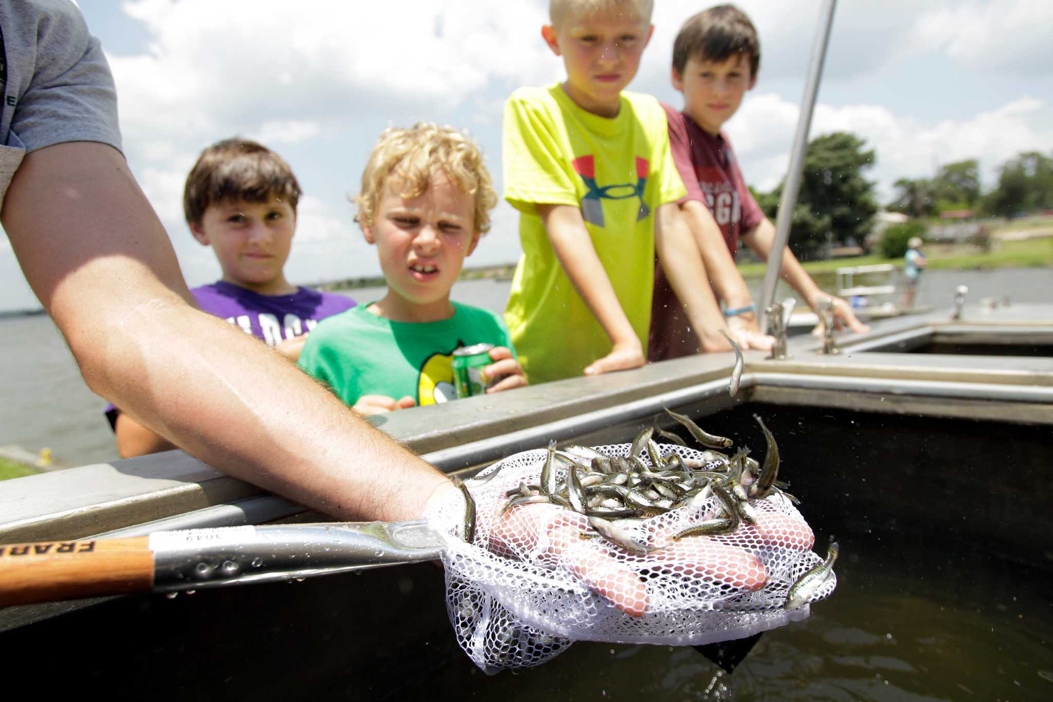 Thousands of bass released in Lake Houston