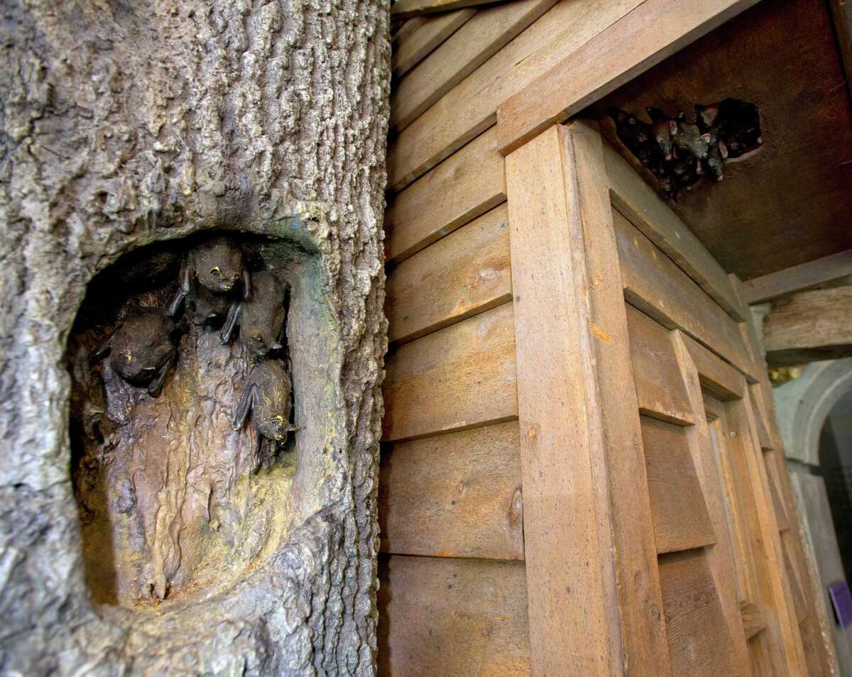 To do in Fairfield County: Bats, bird's-eye views and Shakespeare