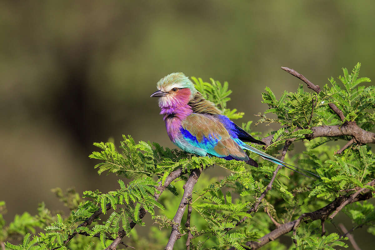 Striking colors mark Africa's lilac-breasted roller