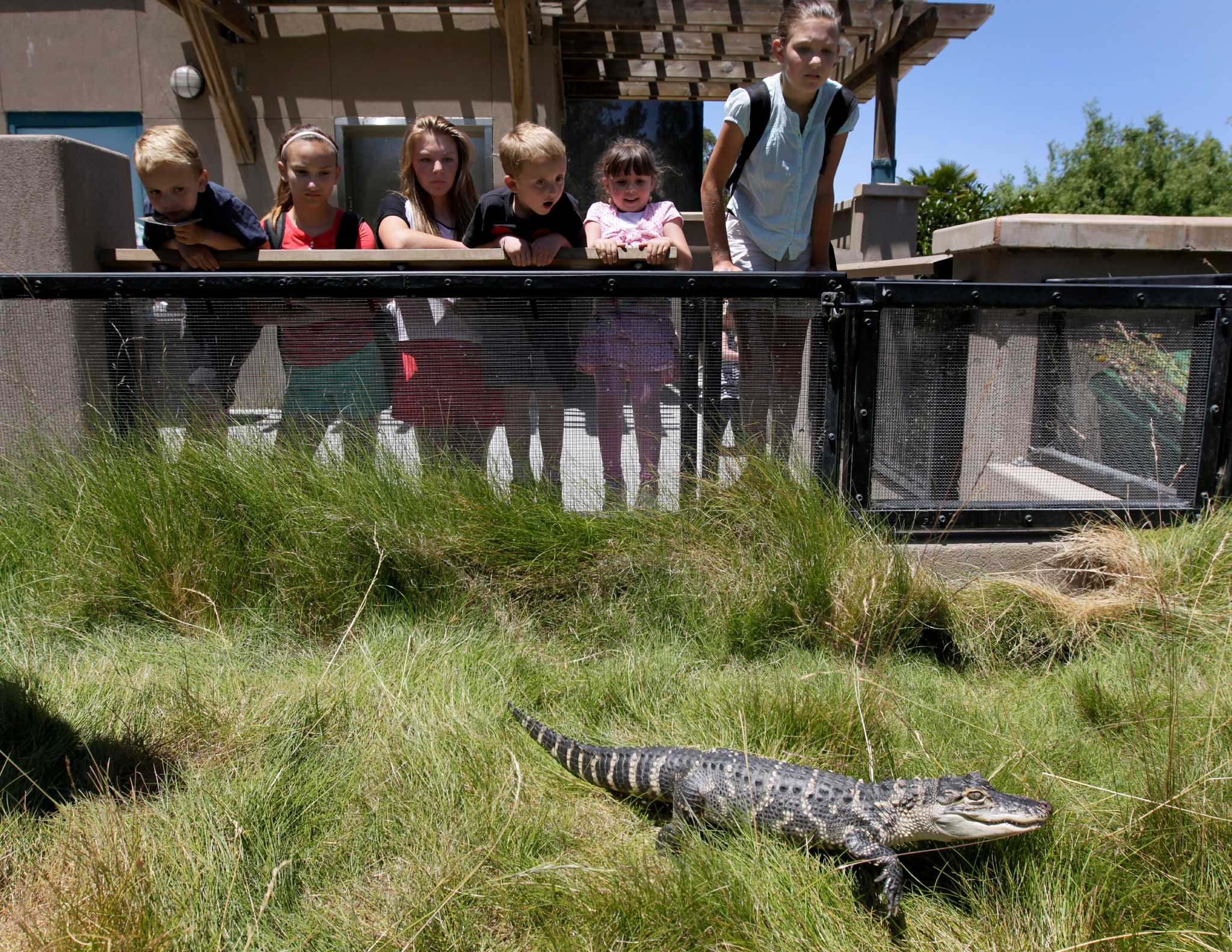 Gator rescued from drug house is on the mend