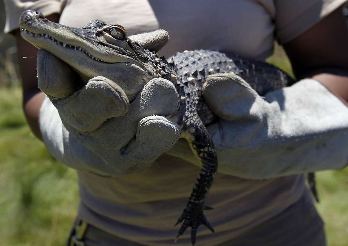 Gator rescued from drug house is on the mend