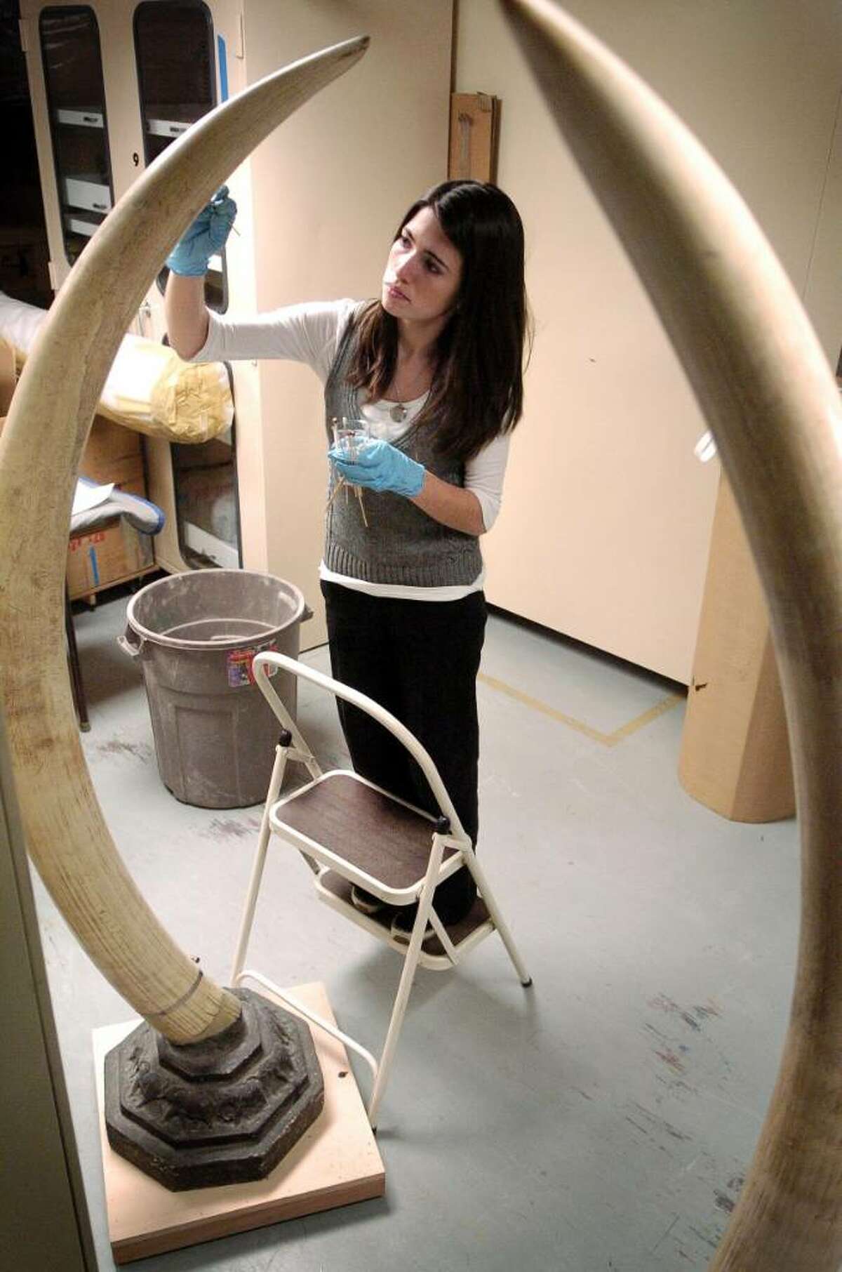 Touching up tusks at Bruce Museum