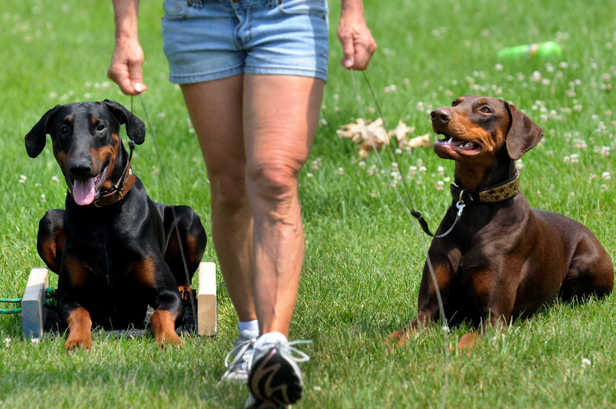 Photos, video: Dogs strut their stuff