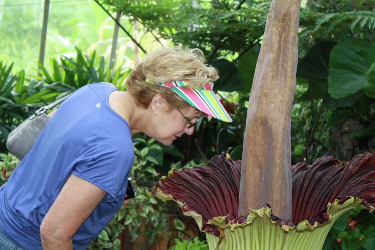 Foul-smelling corpse flower blooms in Orange