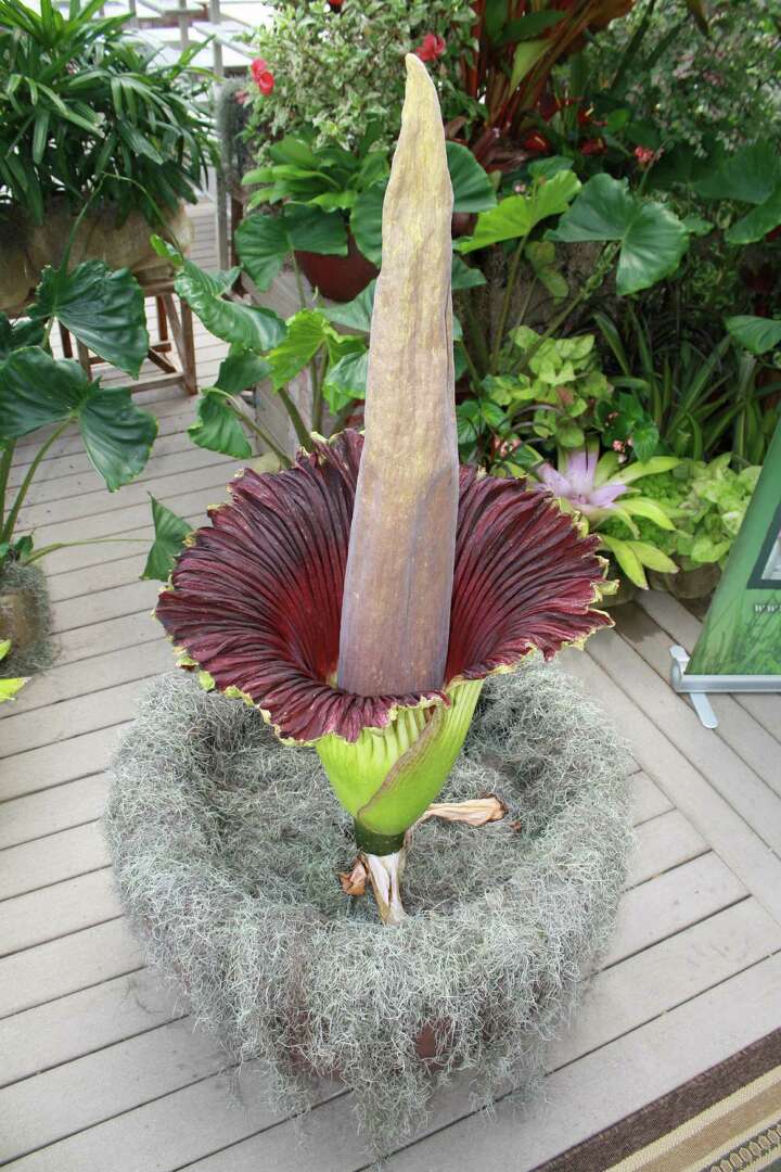 Foul-smelling corpse flower blooms in Orange