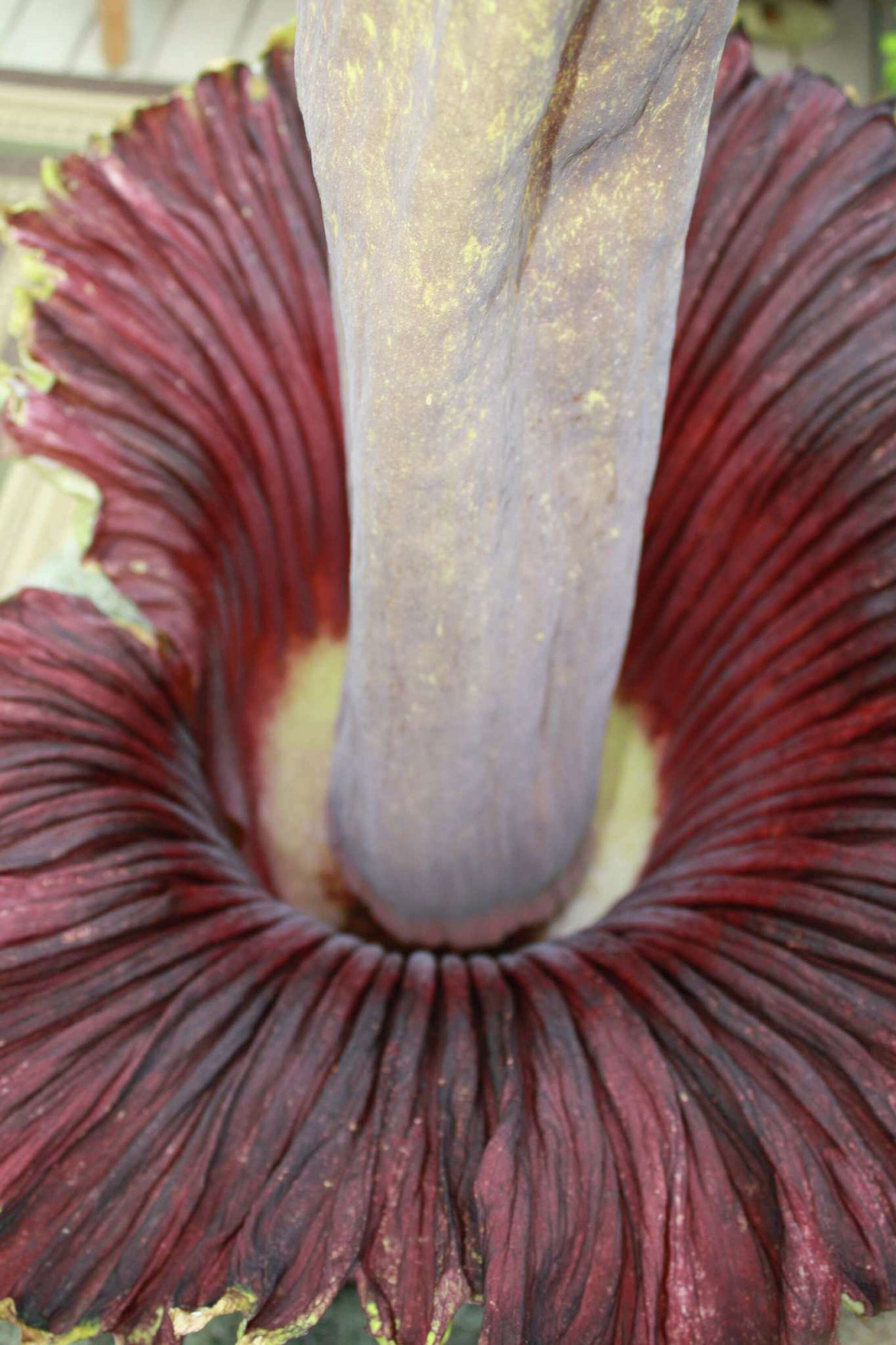 Foul-smelling corpse flower blooms in Orange