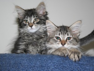 In need of home for playful duo