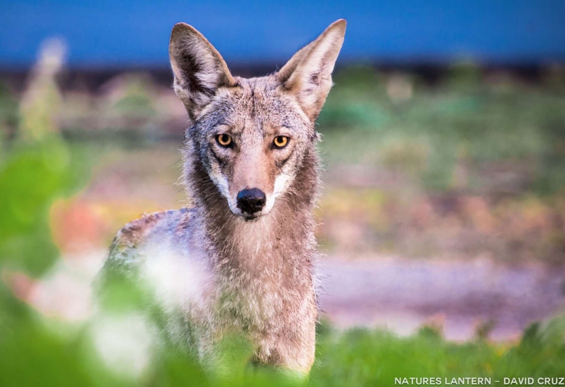 Coyote encounters force trail closures in SF’s Presidio