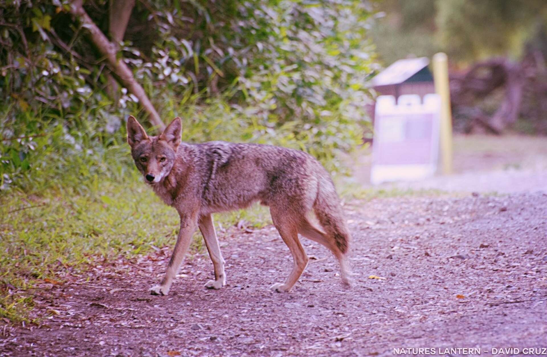 Coyote encounters force trail closures in SF’s Presidio