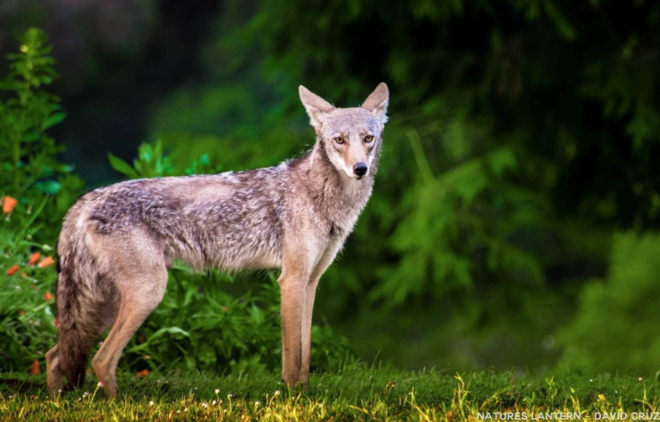 Coyote encounters force trail closures in SF’s Presidio