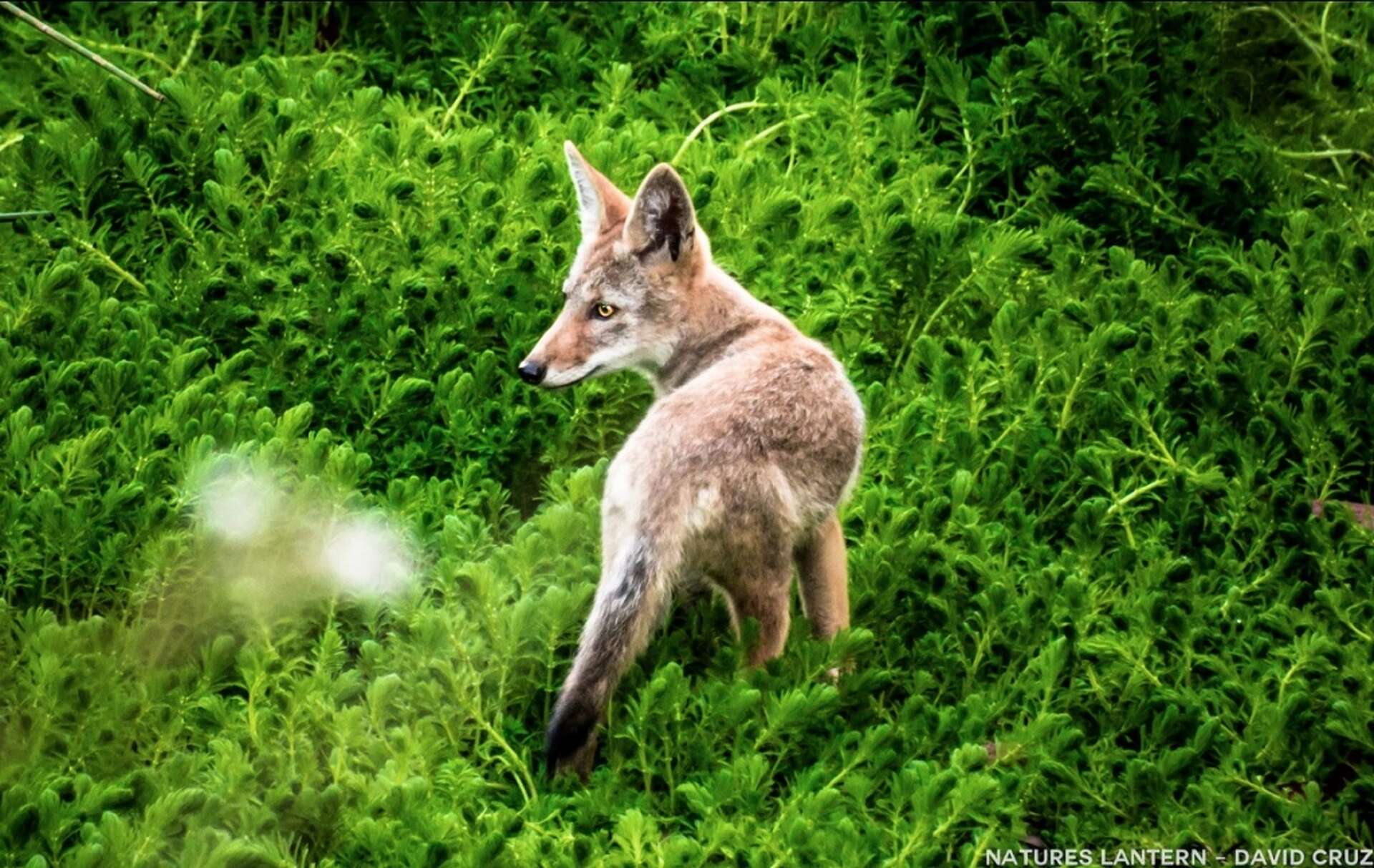 Coyote encounters force trail closures in SF’s Presidio