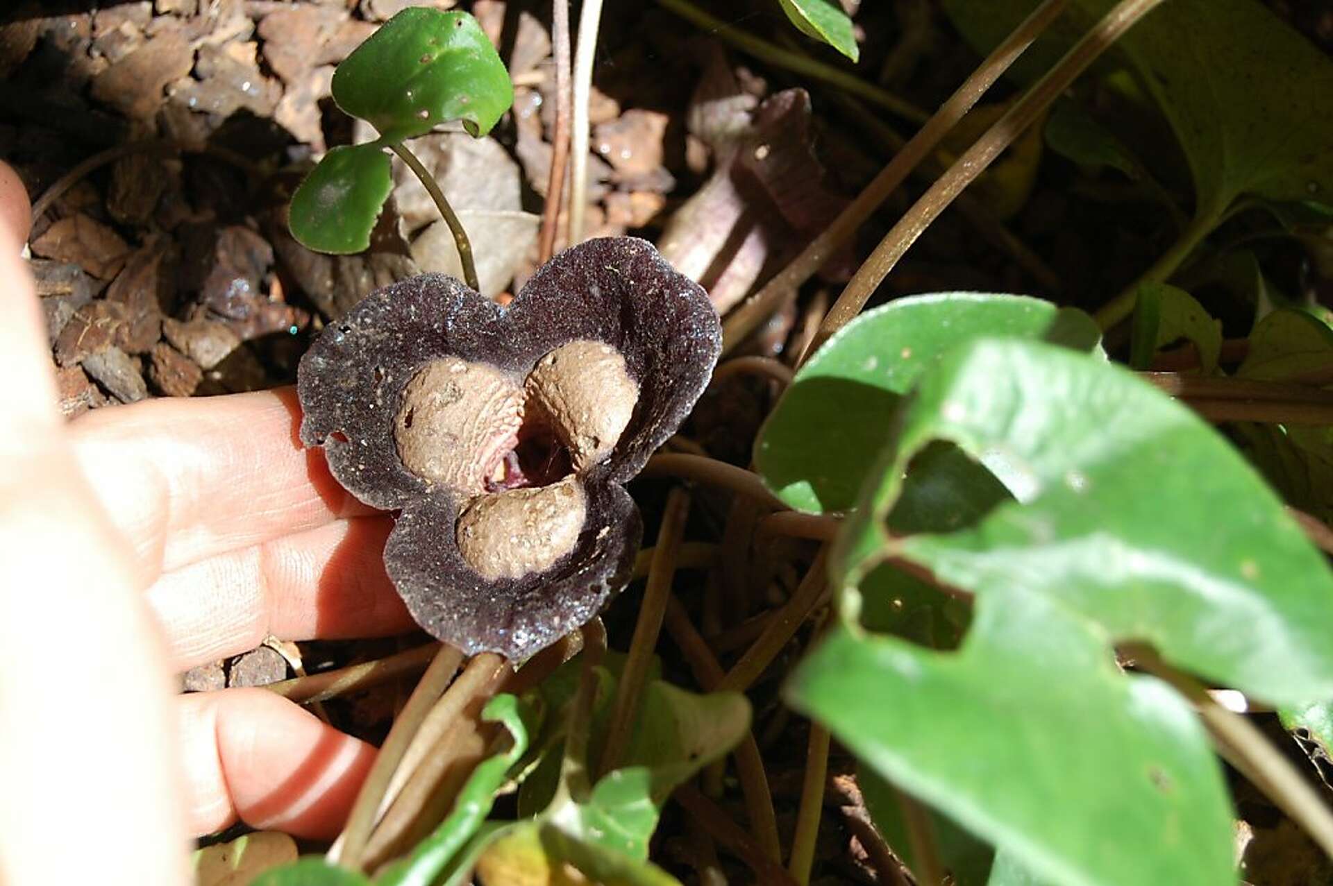 Consider these 5 peculiarly beautiful plants