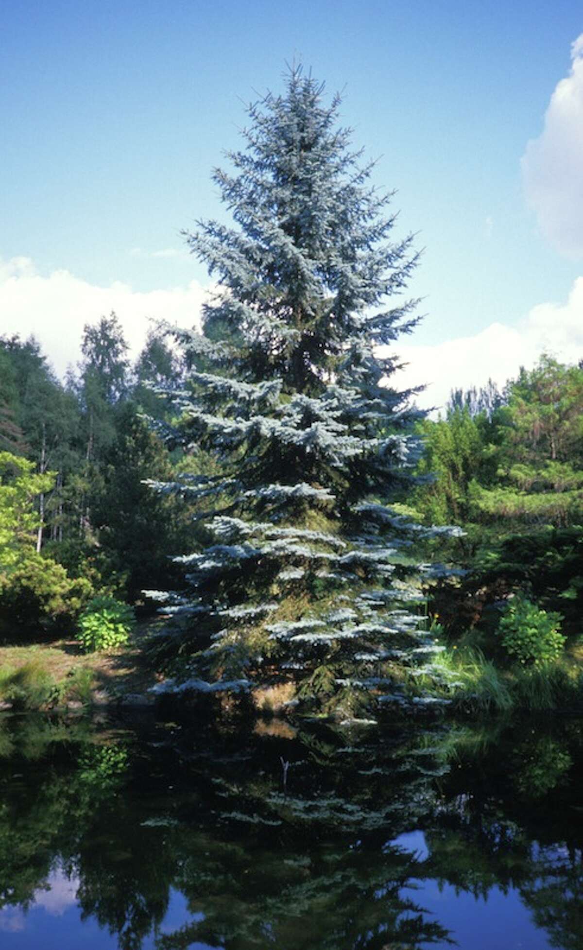 'Witness Tree': An engrossing book on what a tree teaches us about climate