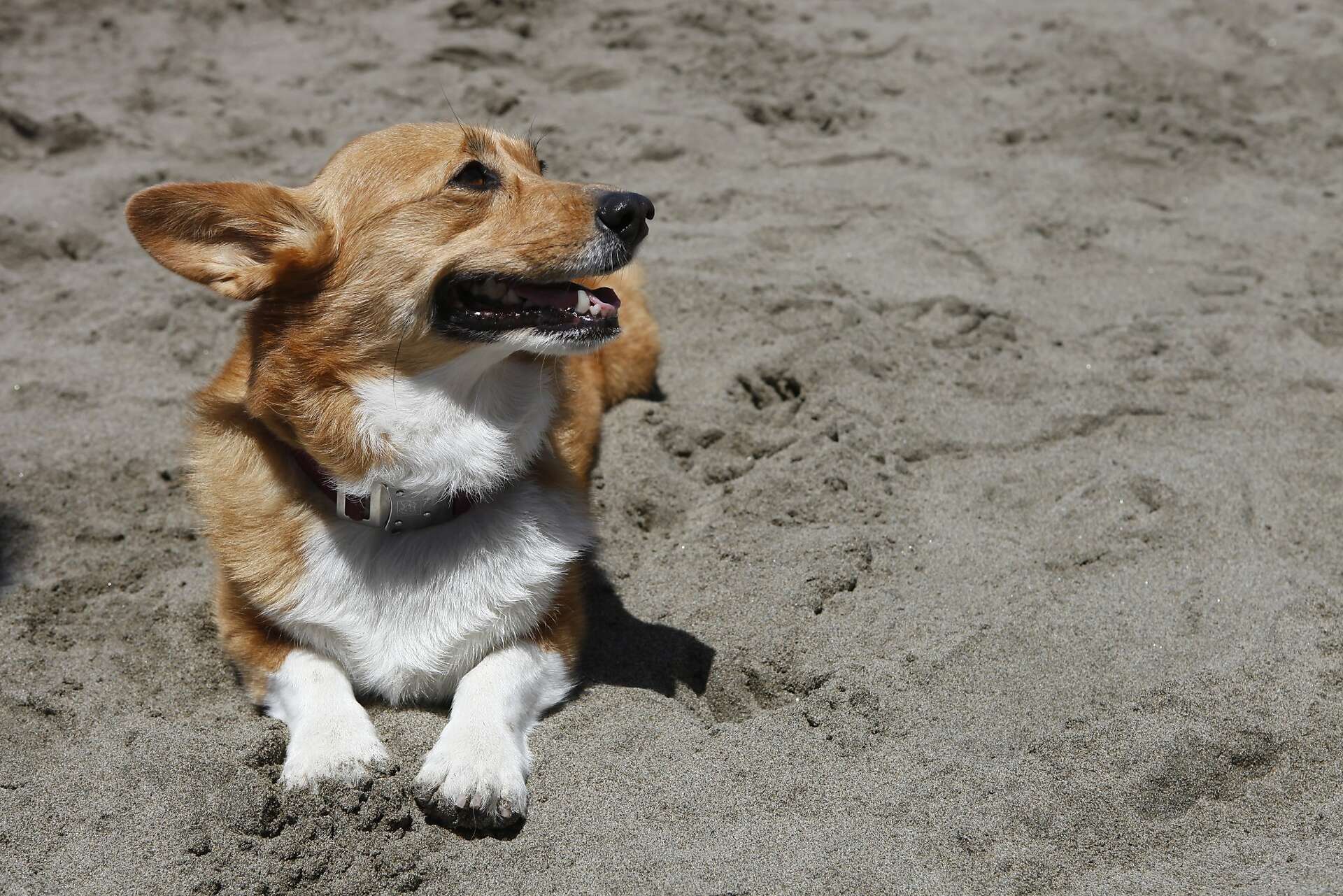 Corgis to invade San Francisco's Ocean Beach this week for Fall Corgi Con