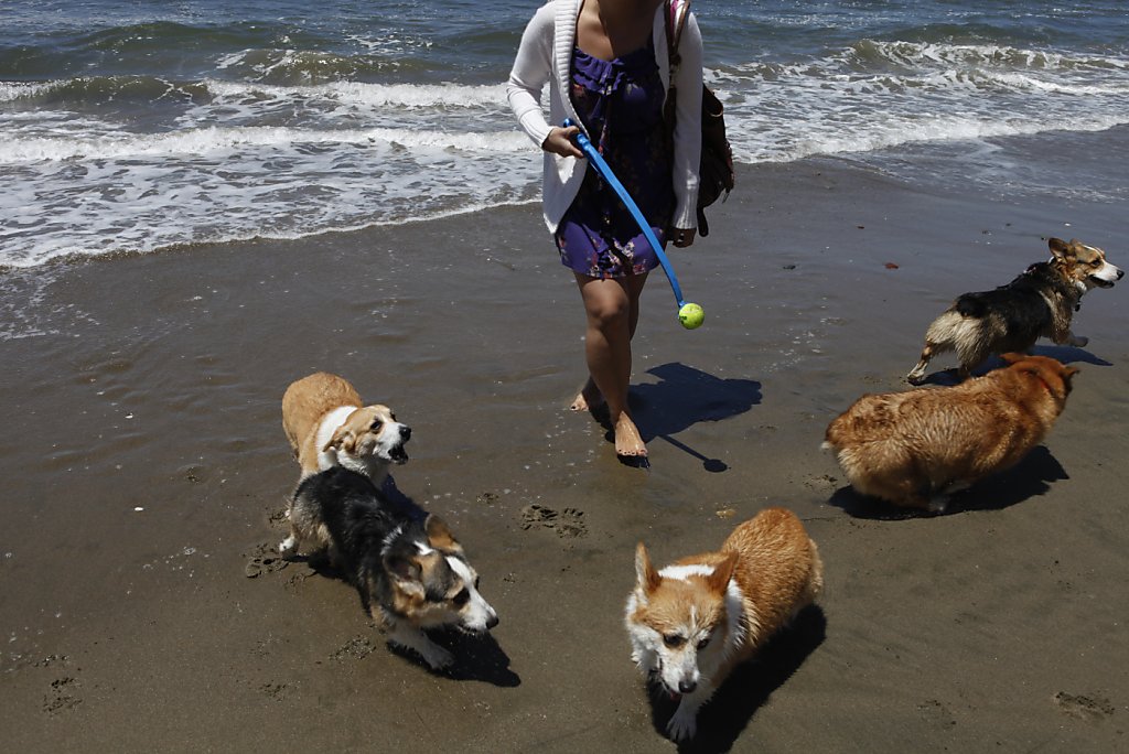 Annual corgi meet-up