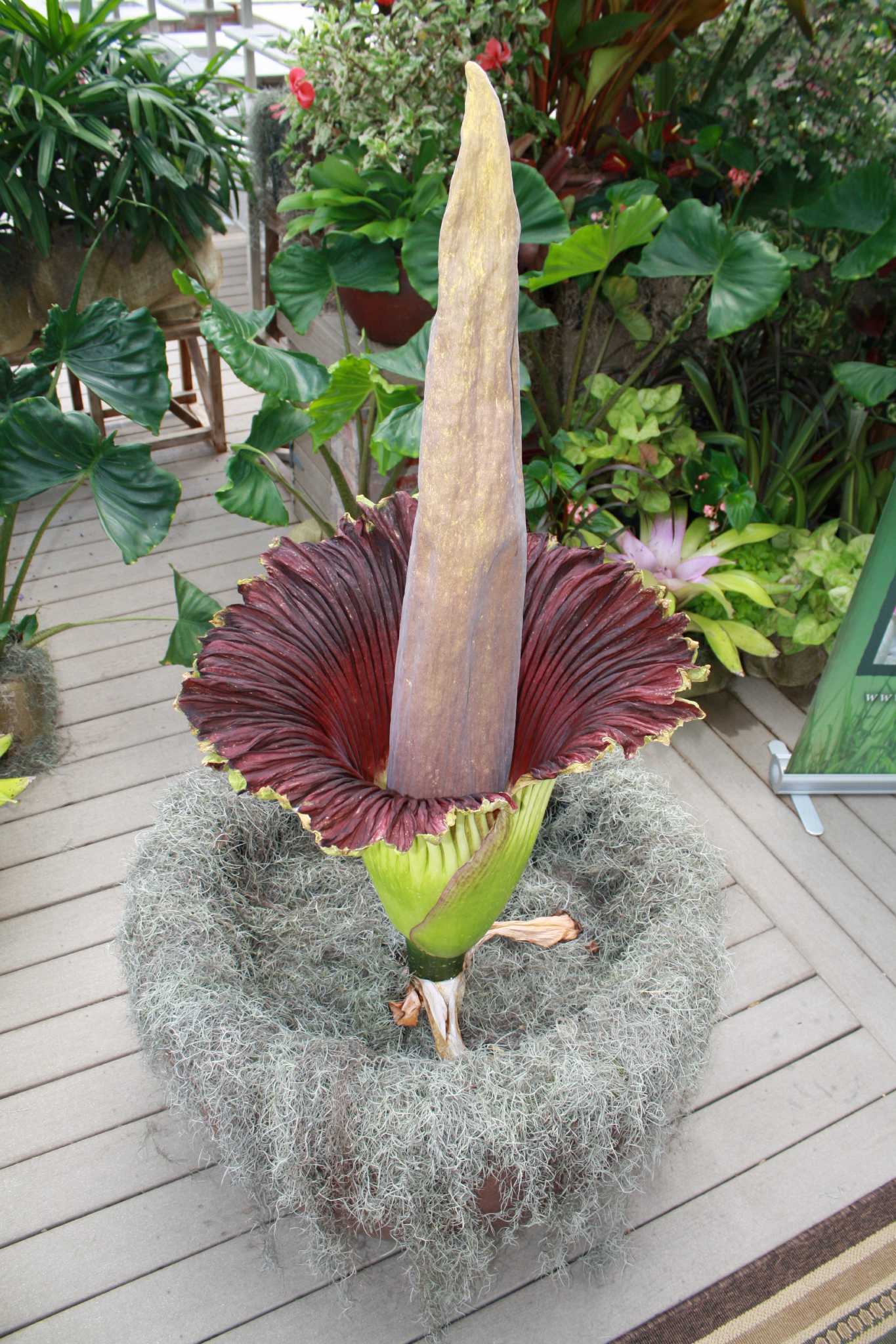 Stinky corpse flower draws crowds in Orange