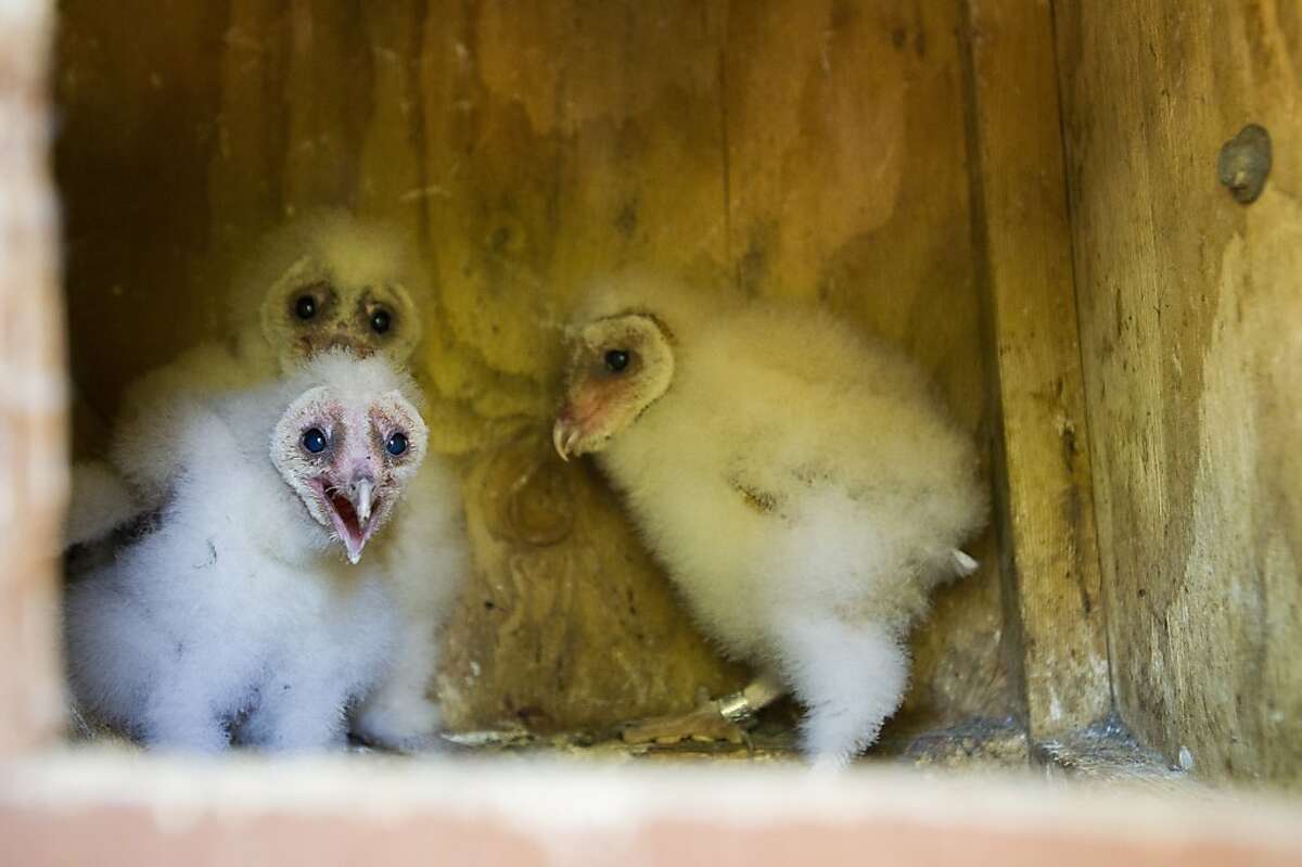Hungry Owl Project: Pest control on the wing