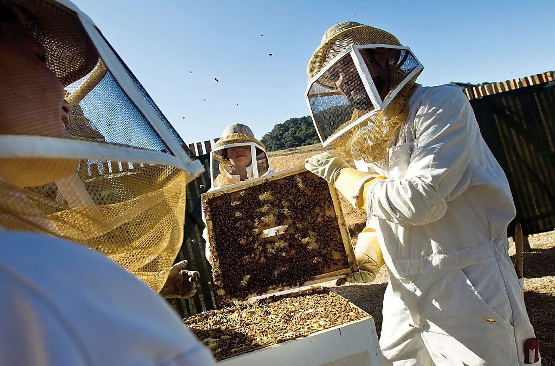 Honeybees and lavender fields: Carmel Valley a hive of activity