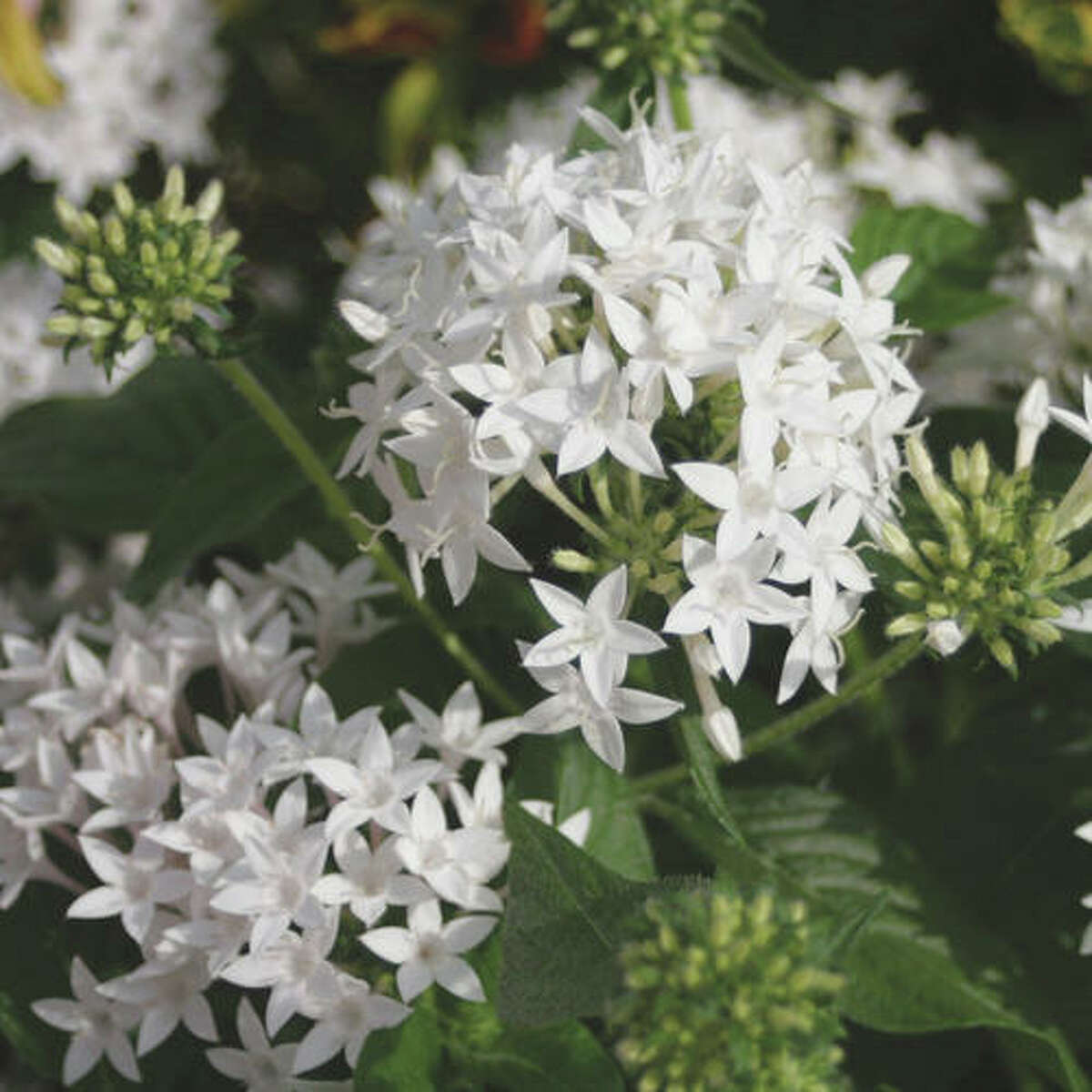 Revive your garden with these sun-loving plants