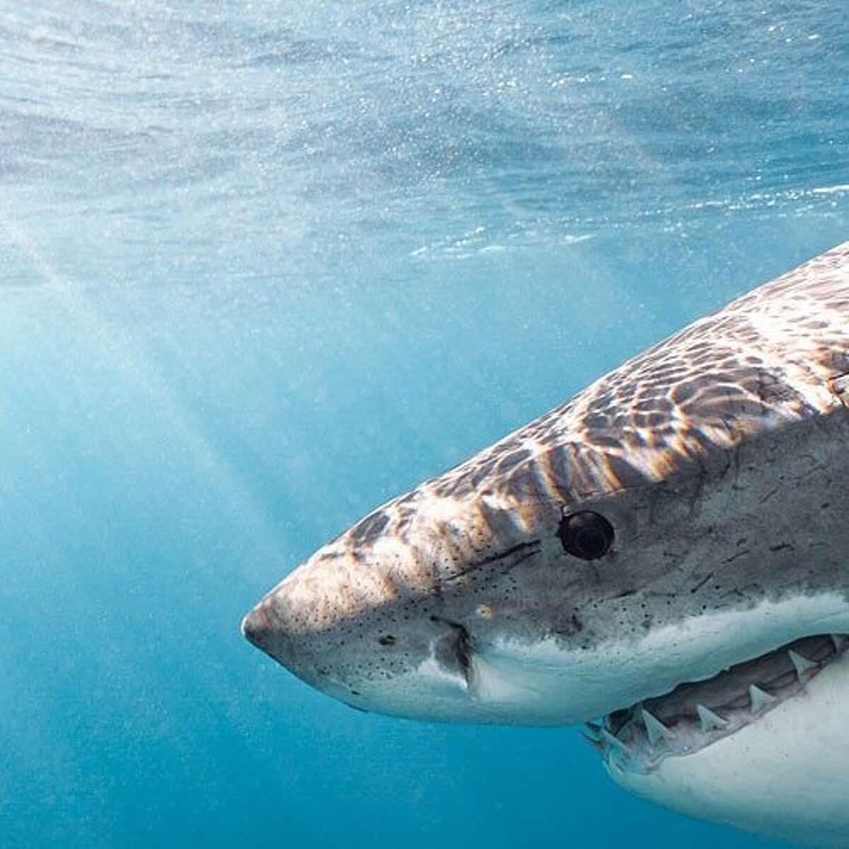 Go on a shark diving adventure