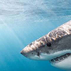 Go on a shark diving adventure