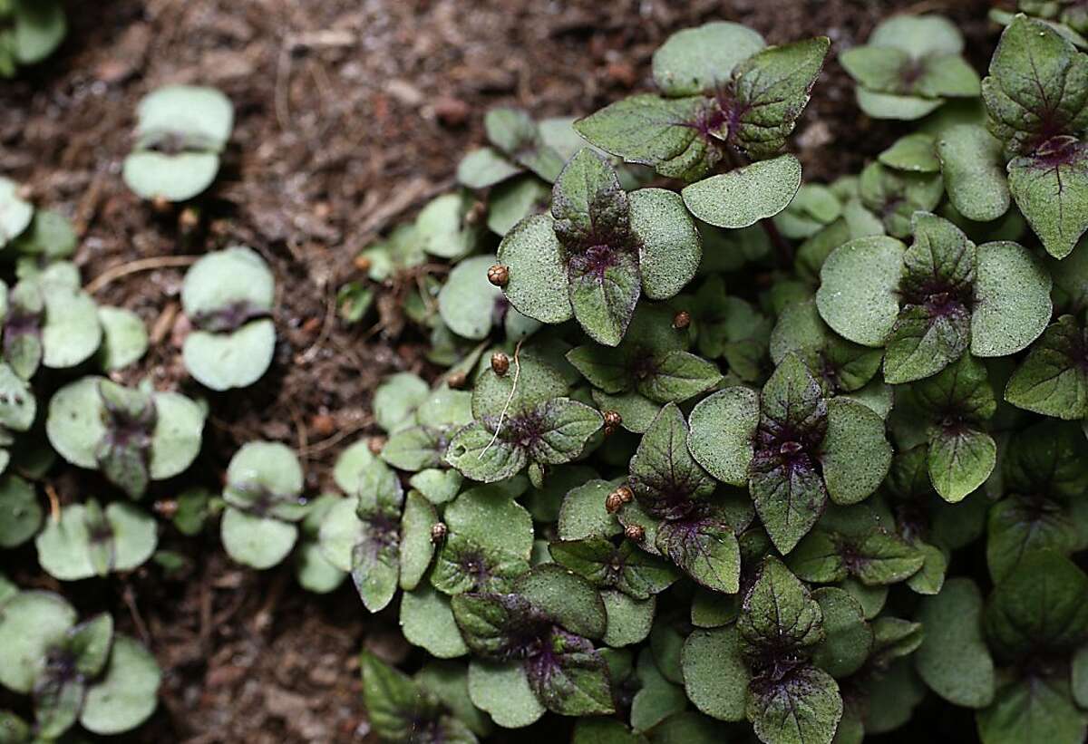 Kitazawa Seed connects cultures, traditional foods