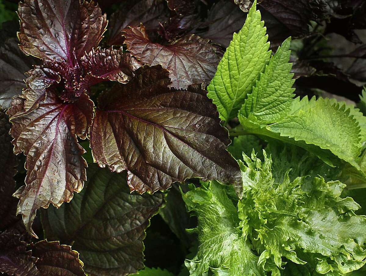 Kitazawa Seed connects cultures, traditional foods